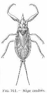 Carte d’identité de la nèpe - Le blog de devecey ce1 2011/2012