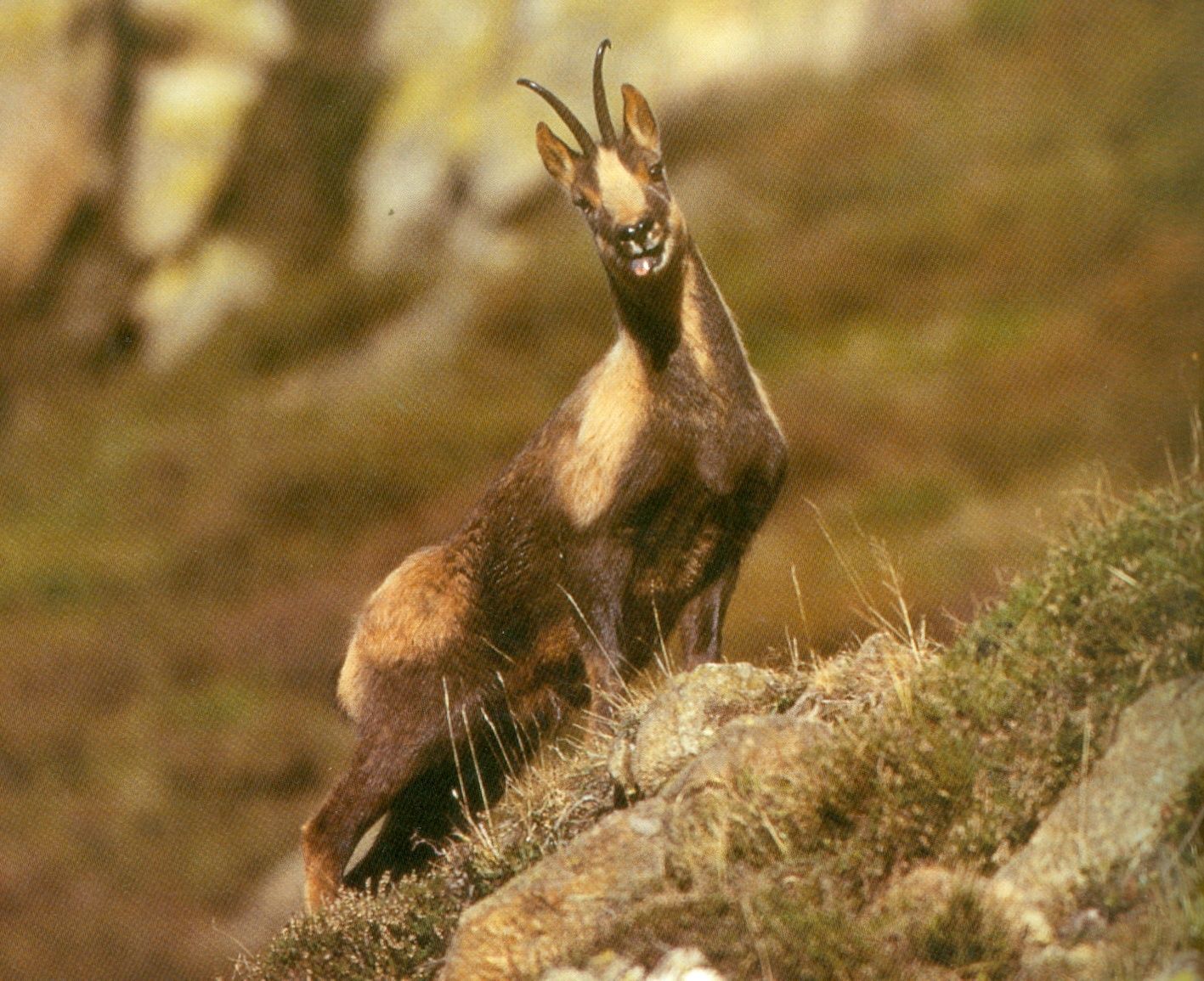 L'isard des Pyrénées - Le blog de writings2