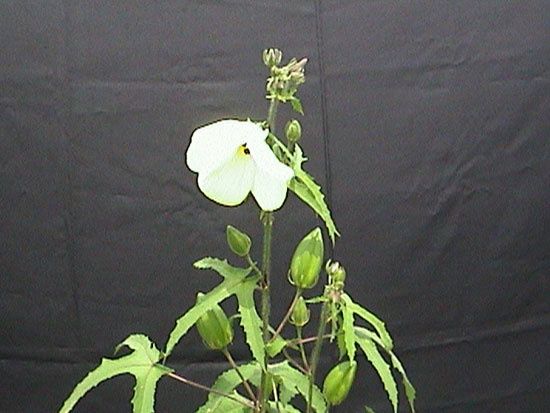 medicina naturale dalla a alla z - Volare con l'anima