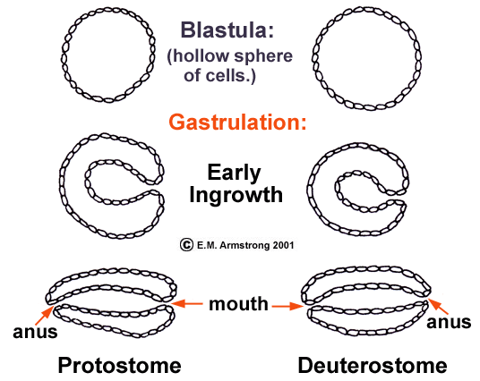 Bienenscheiße 7 - von Bienen und Menschen - Sinn und Unsinn