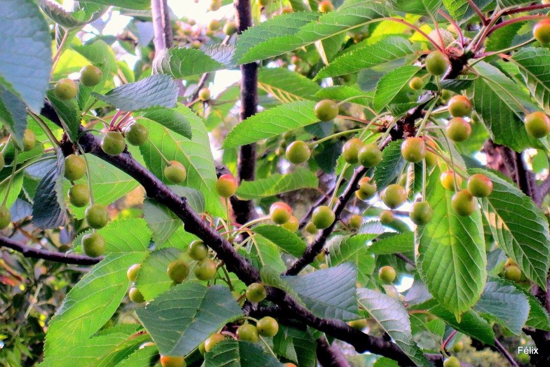 Le merisier - Le blog de felix-ely