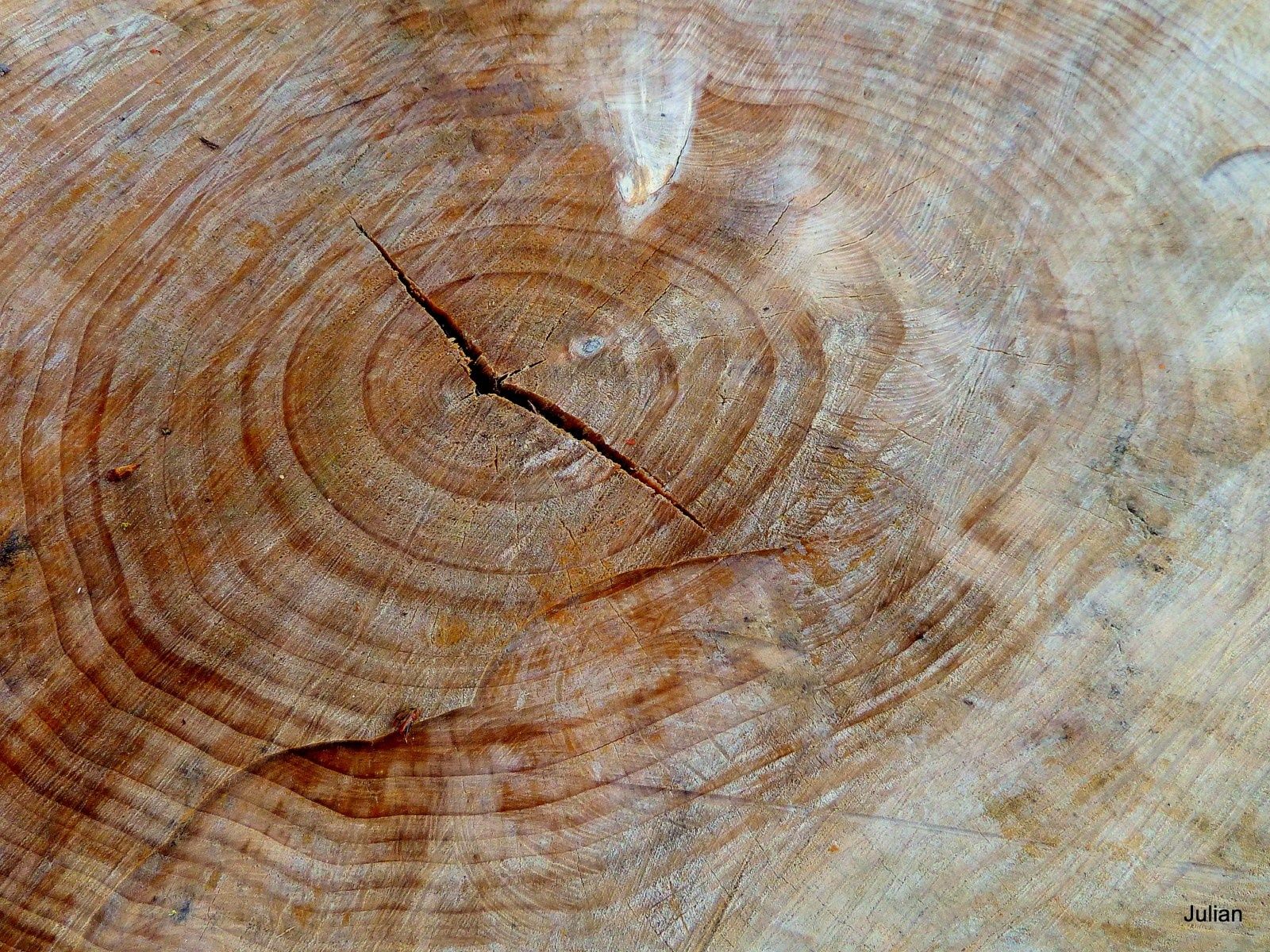 Rondin de bois ... - Le blog de Julian M