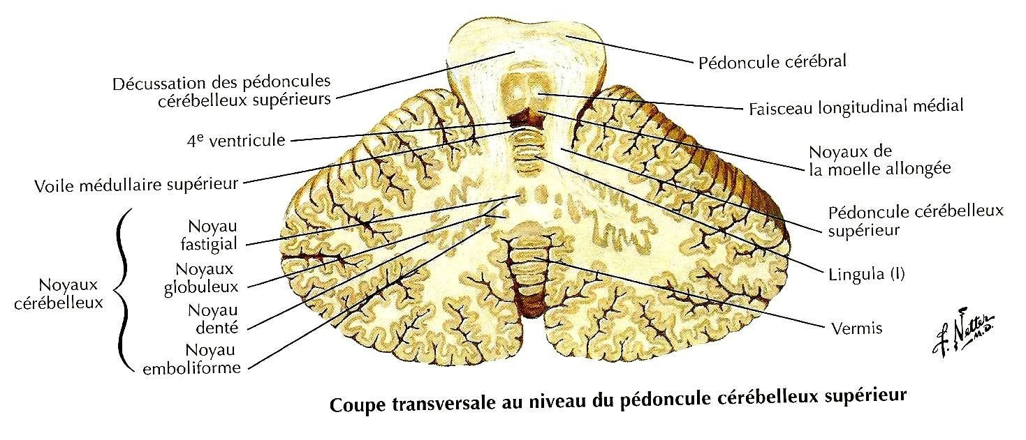 Cervelet; cerebellum