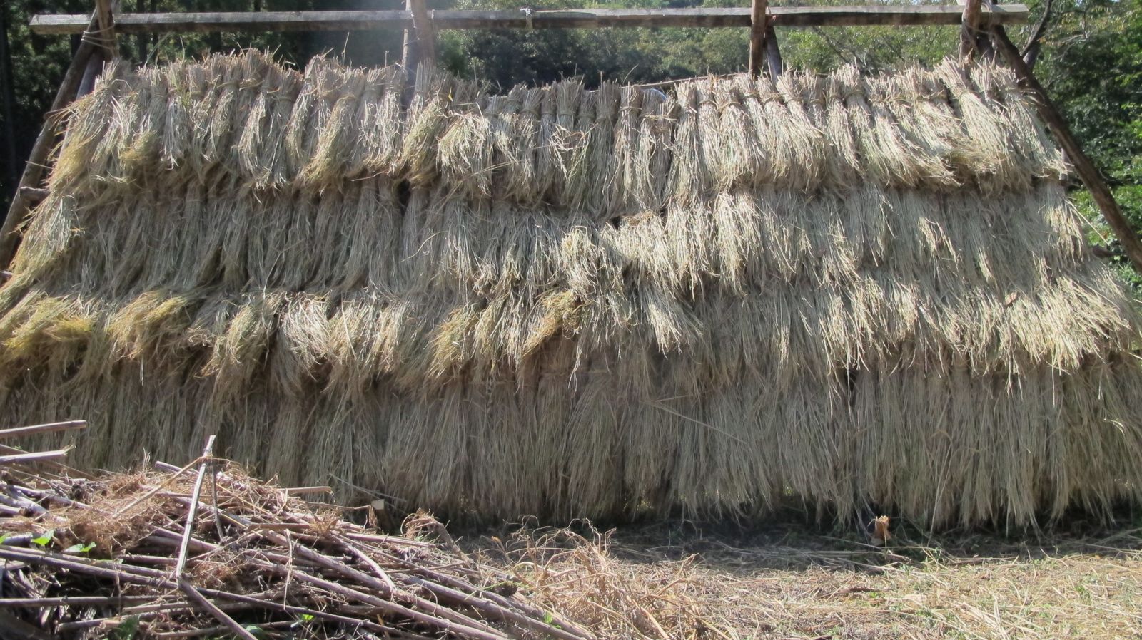 paille de riz - YINYANG | la Voie de la Transformation