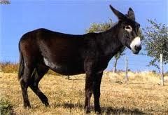 Races d'ânes - Animoclub.